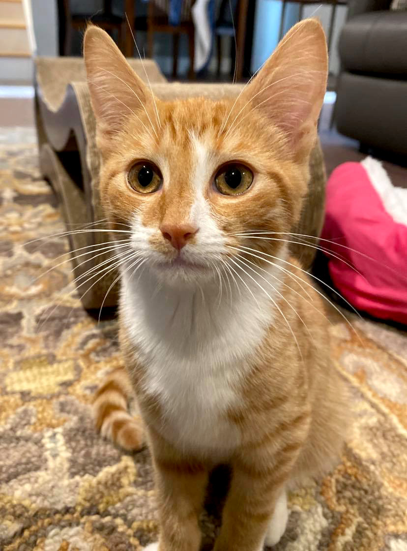 About this Cat: BB8 – A Star Wars kitten – ADOPTED – The Feline Connection