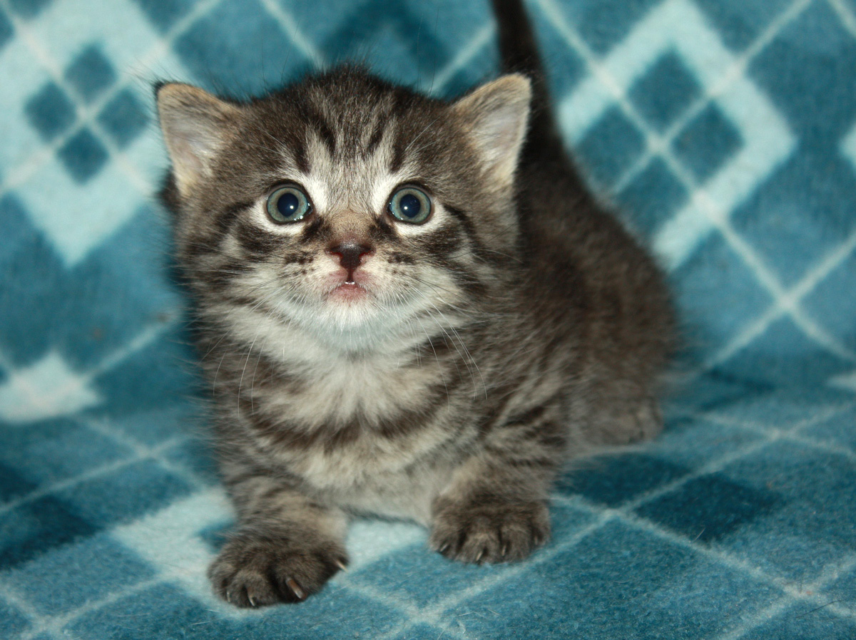 About these Cats: Keebler and Newton – Cookie Barn kittens ADOPTED ...