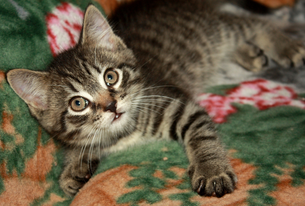 About these Cats: Keebler and Newton – Cookie Barn kittens ADOPTED ...