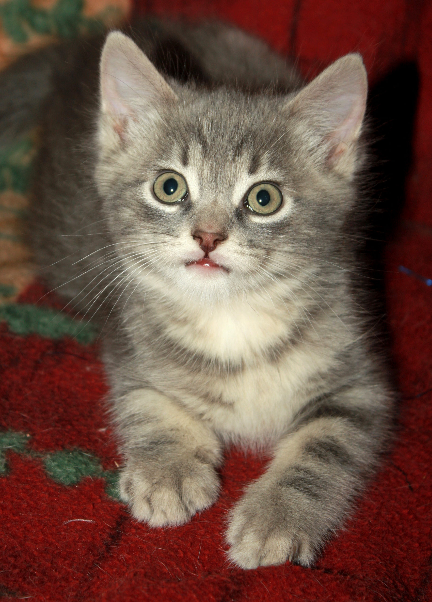 About these Cats: Keebler and Newton – Cookie Barn kittens ADOPTED ...