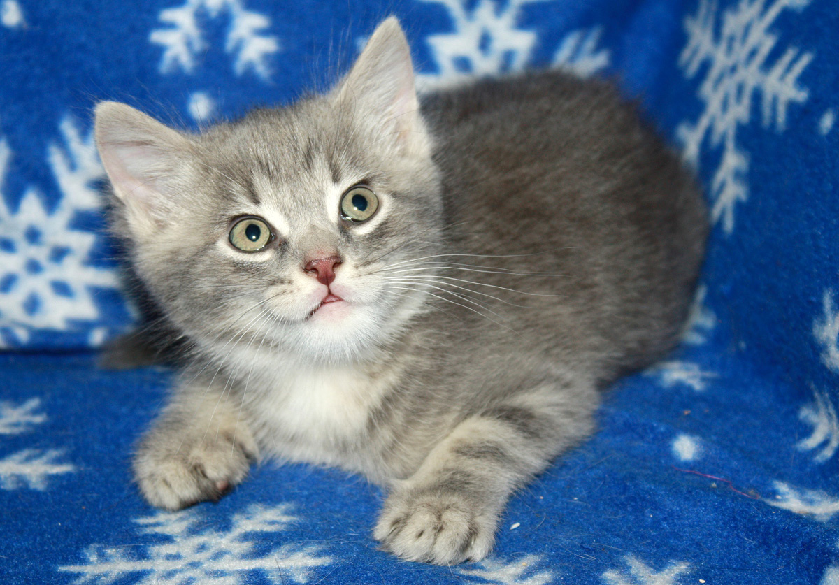 About these Cats: Keebler and Newton – Cookie Barn kittens ADOPTED ...