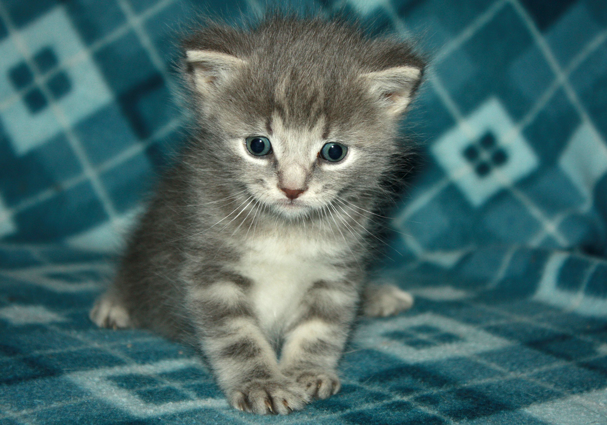 About these Cats: Keebler and Newton – Cookie Barn kittens ADOPTED ...