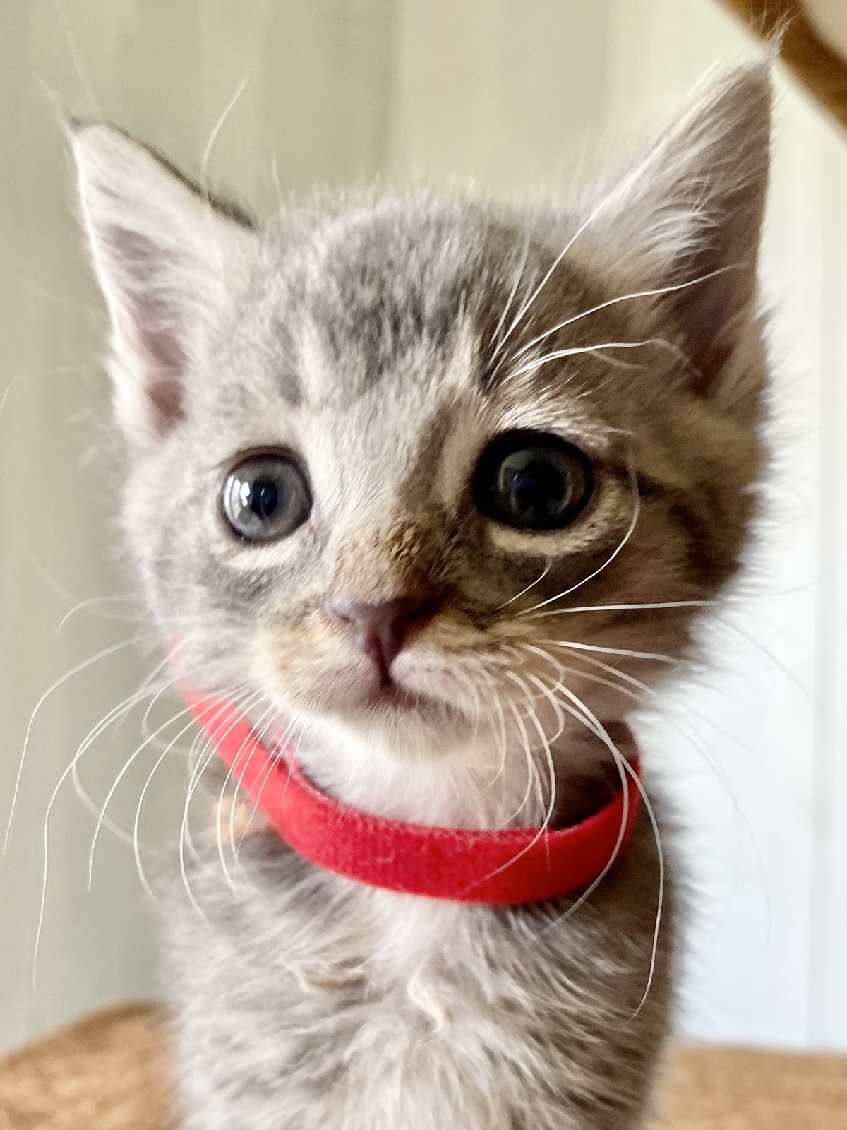 About this Cat: Targa – A Car Kitten – The Feline Connection