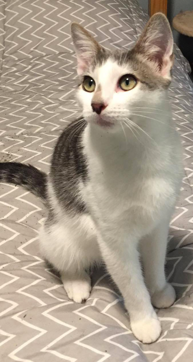 About this Cat: Donald – A Disney Character kitten! – ADOPTED – The ...