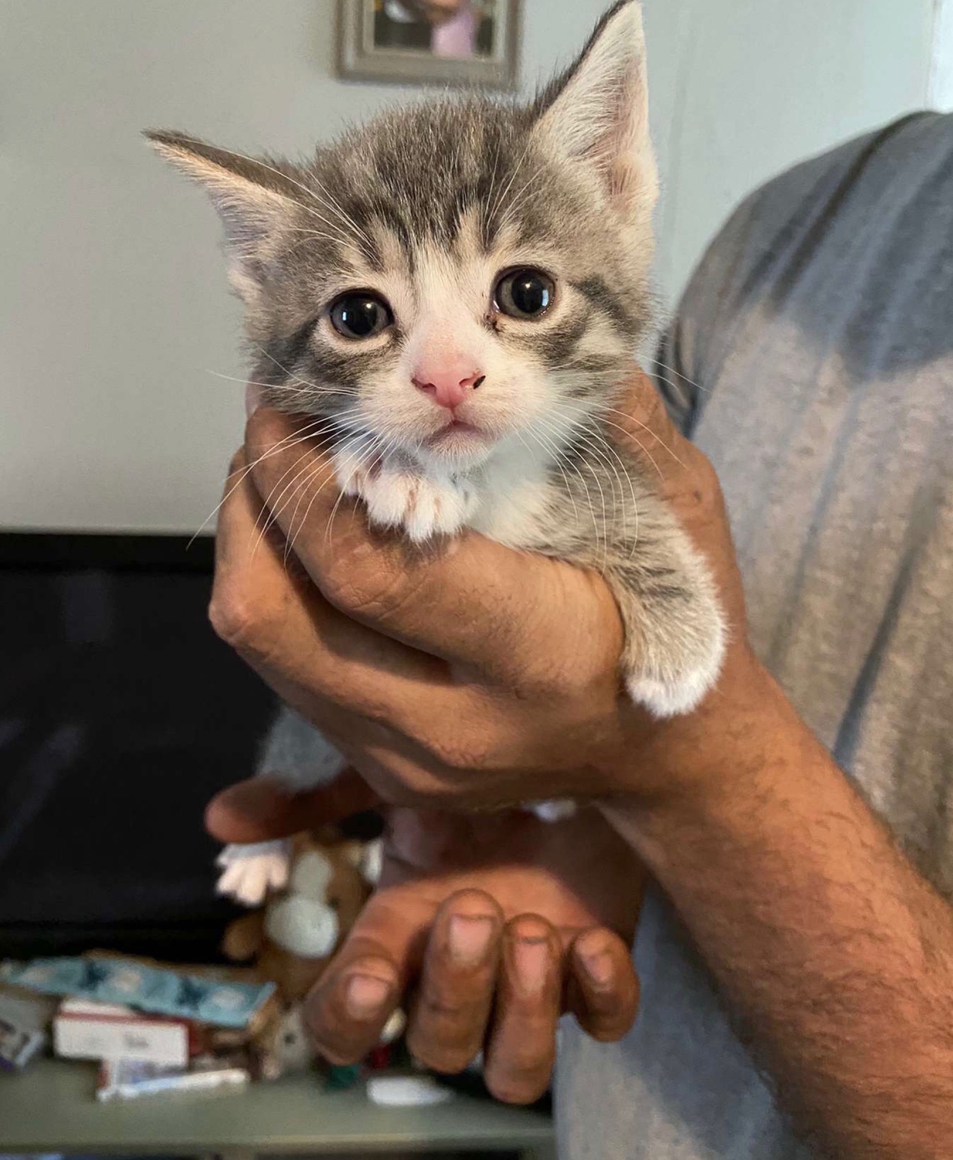 The Internship Journey: Meet Hanna – The Feline Connection