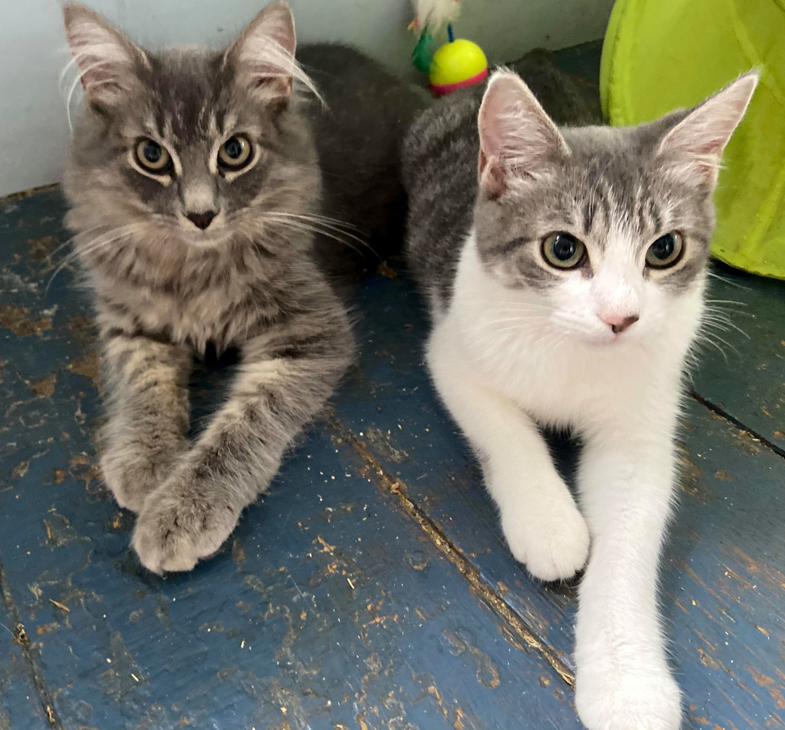 About this Cat: Queso and Hummus – ADOPTED – The Feline Connection