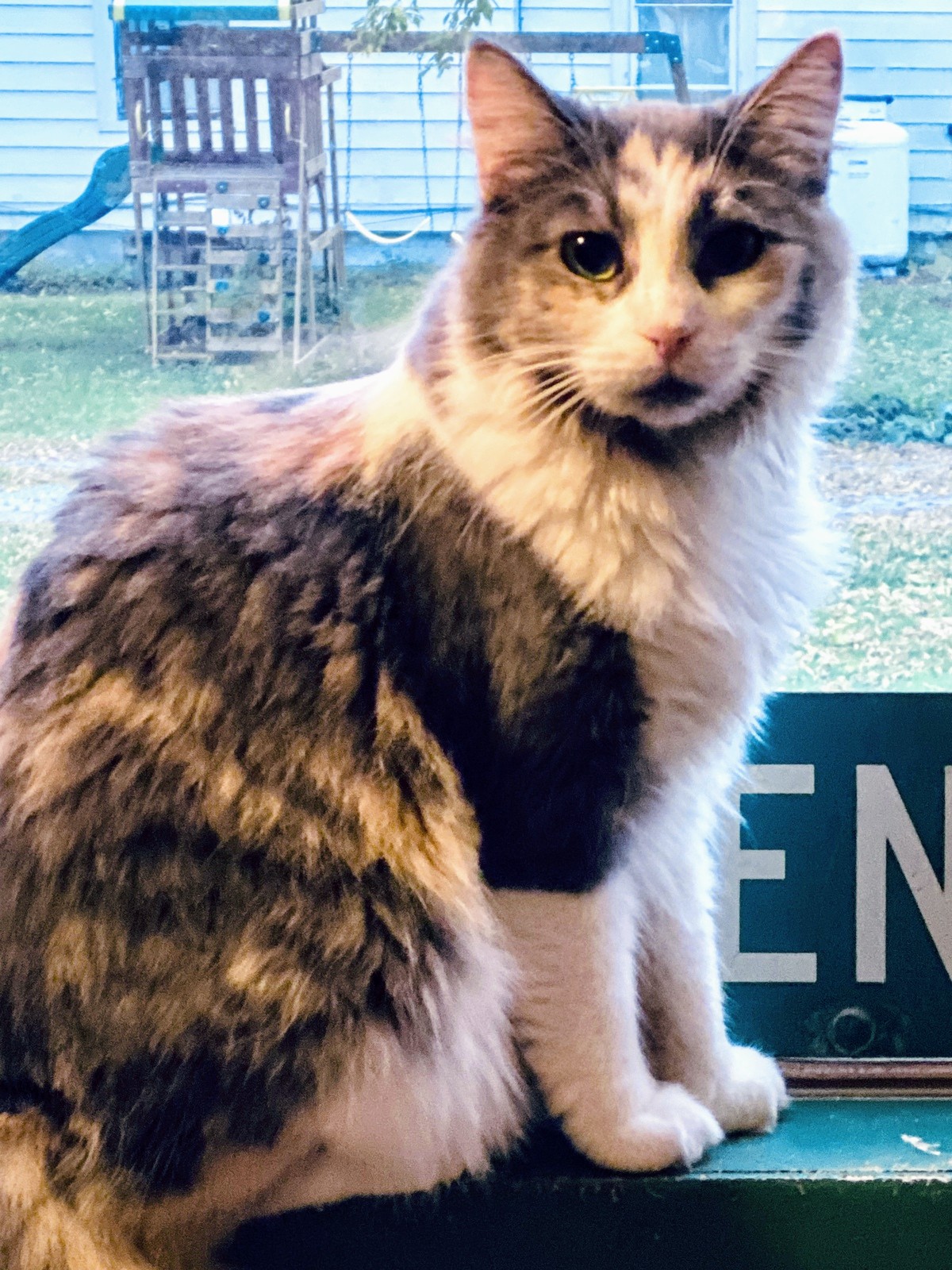About this Cat: Jolene – The Feline Connection