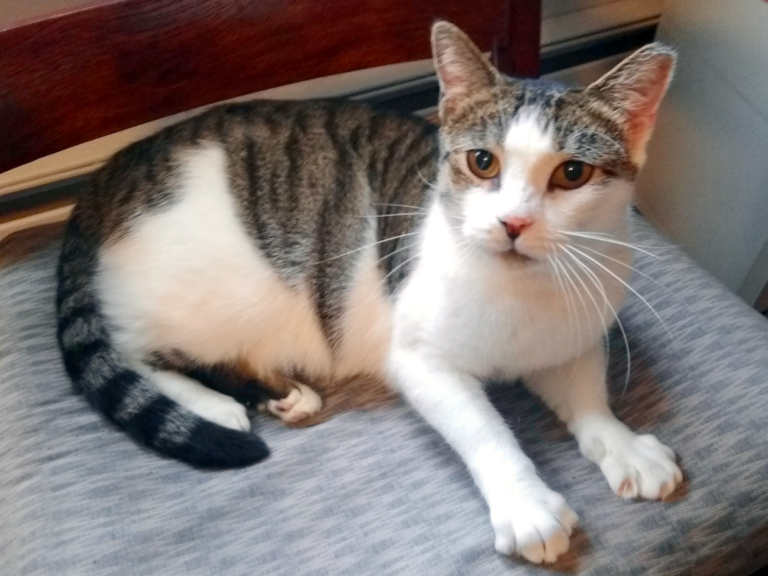 About this Cat: Minnie Mouse – A Disney Character Cat – ADOPTED – The ...