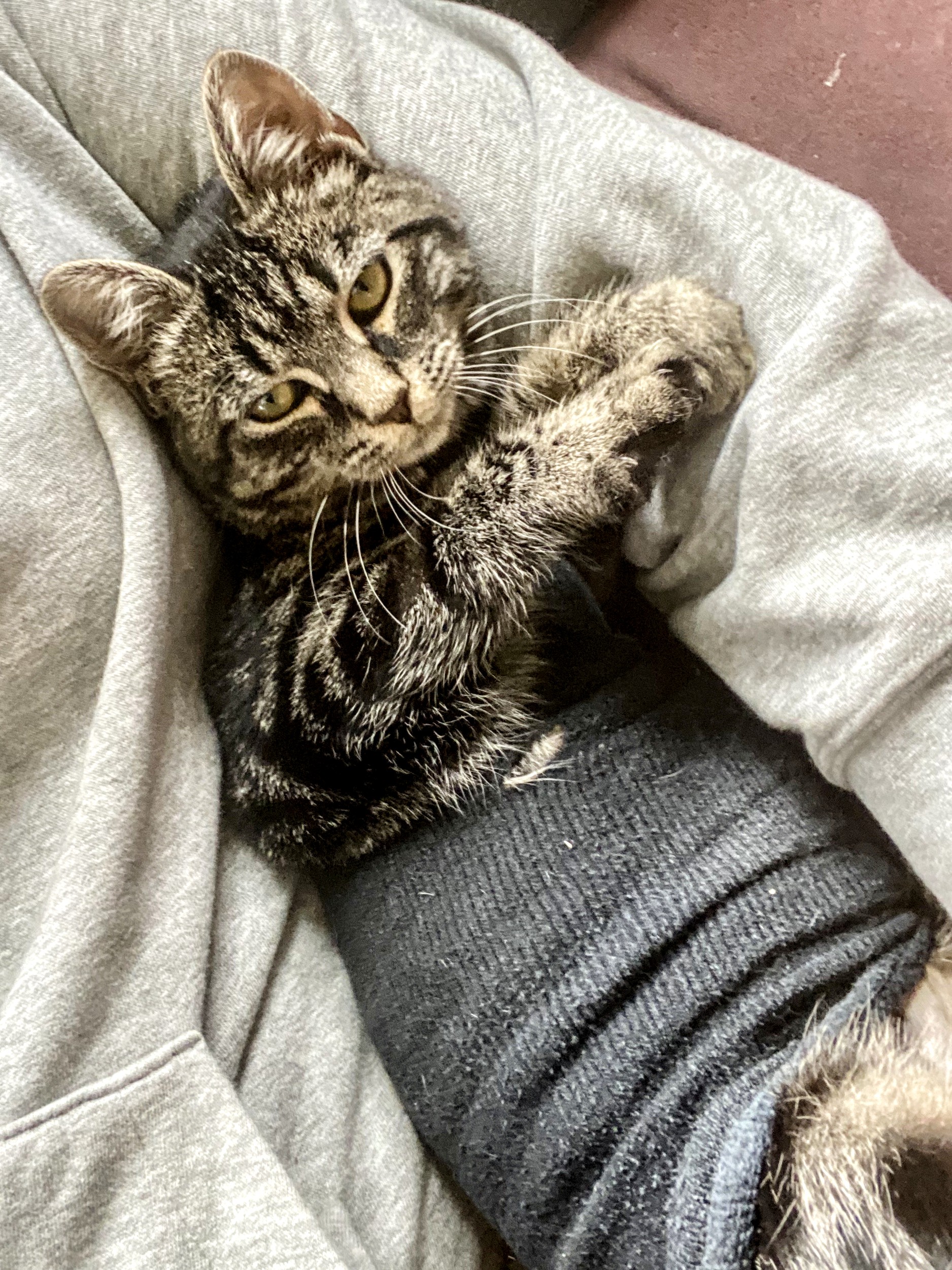 About this Cat: Andromeda – ADOPTED – The Feline Connection