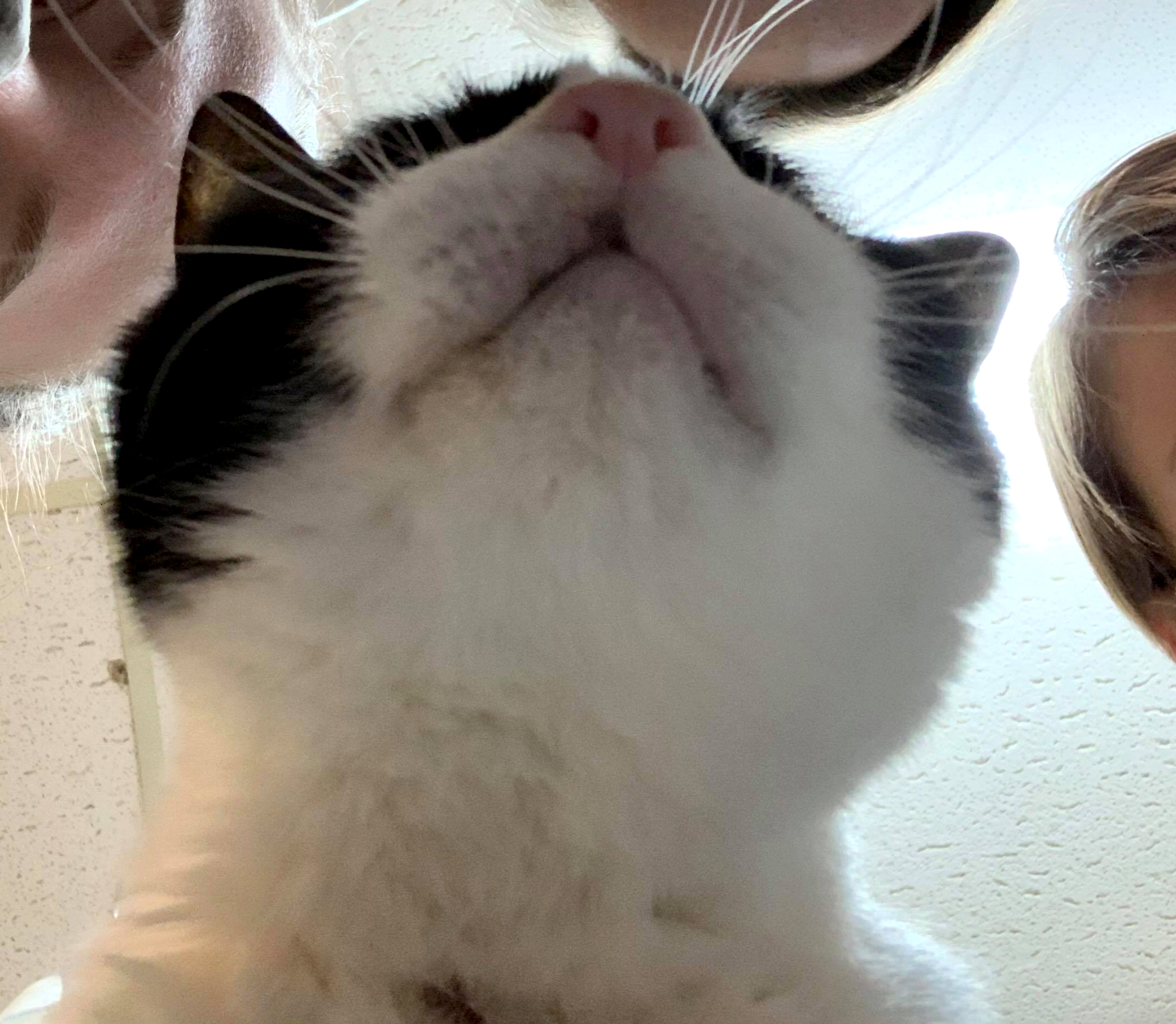 About this Cat: Crouton – A courtesy post – The Feline Connection