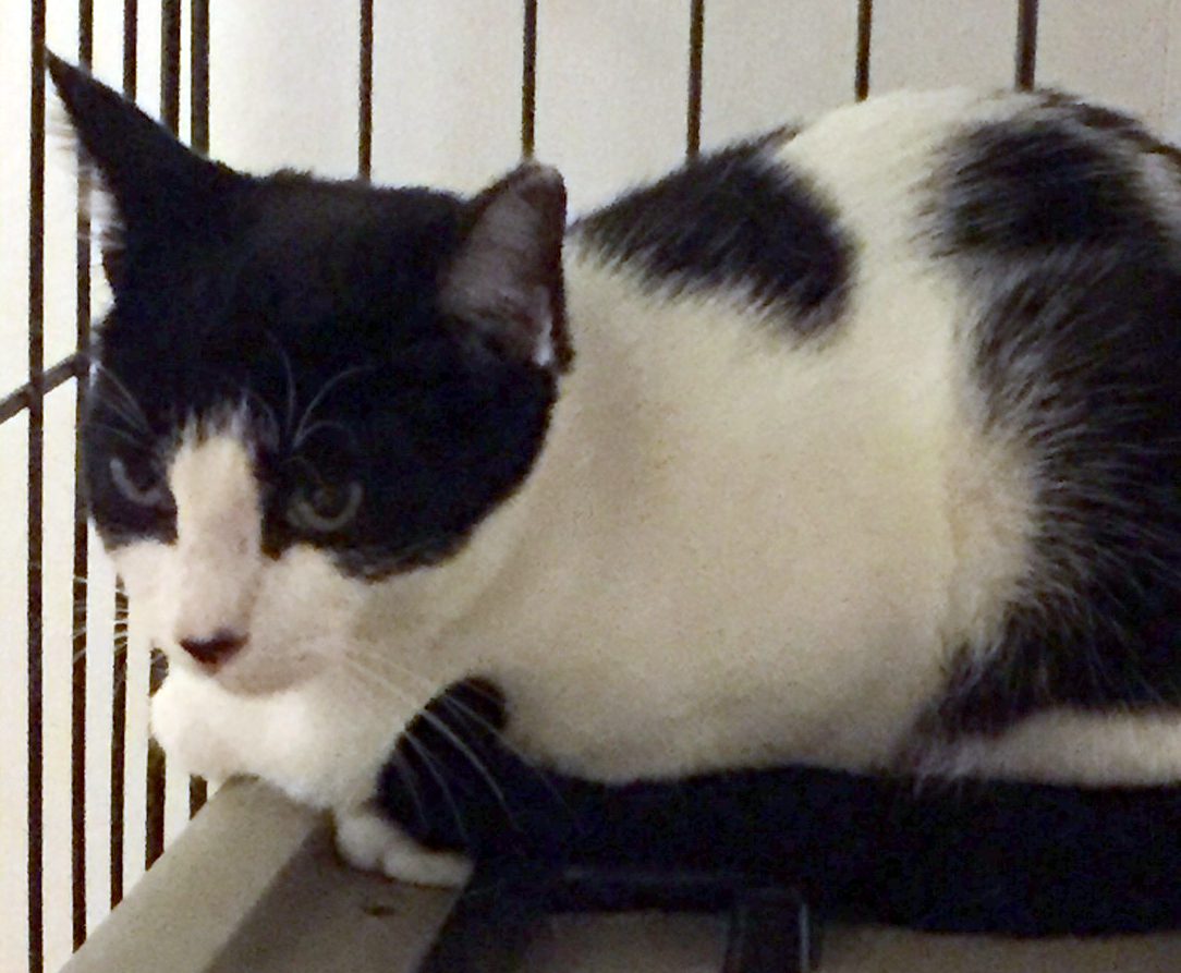 About this cat: Dumpling – A Chinese Cuisine Kitten – ADOPTED – The ...