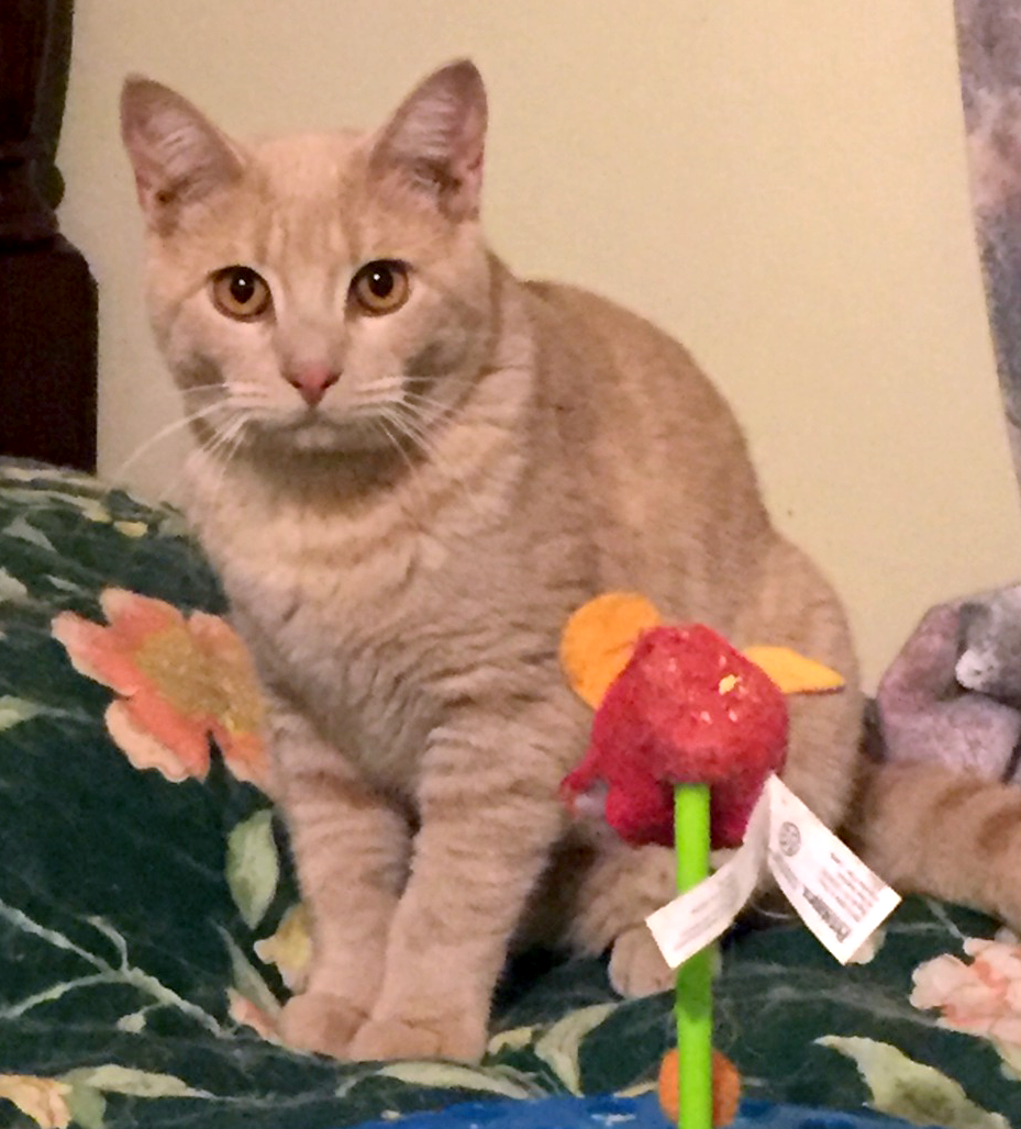 About this Cat: Miso – A Chinese Cuisine Kitten – The Feline Connection