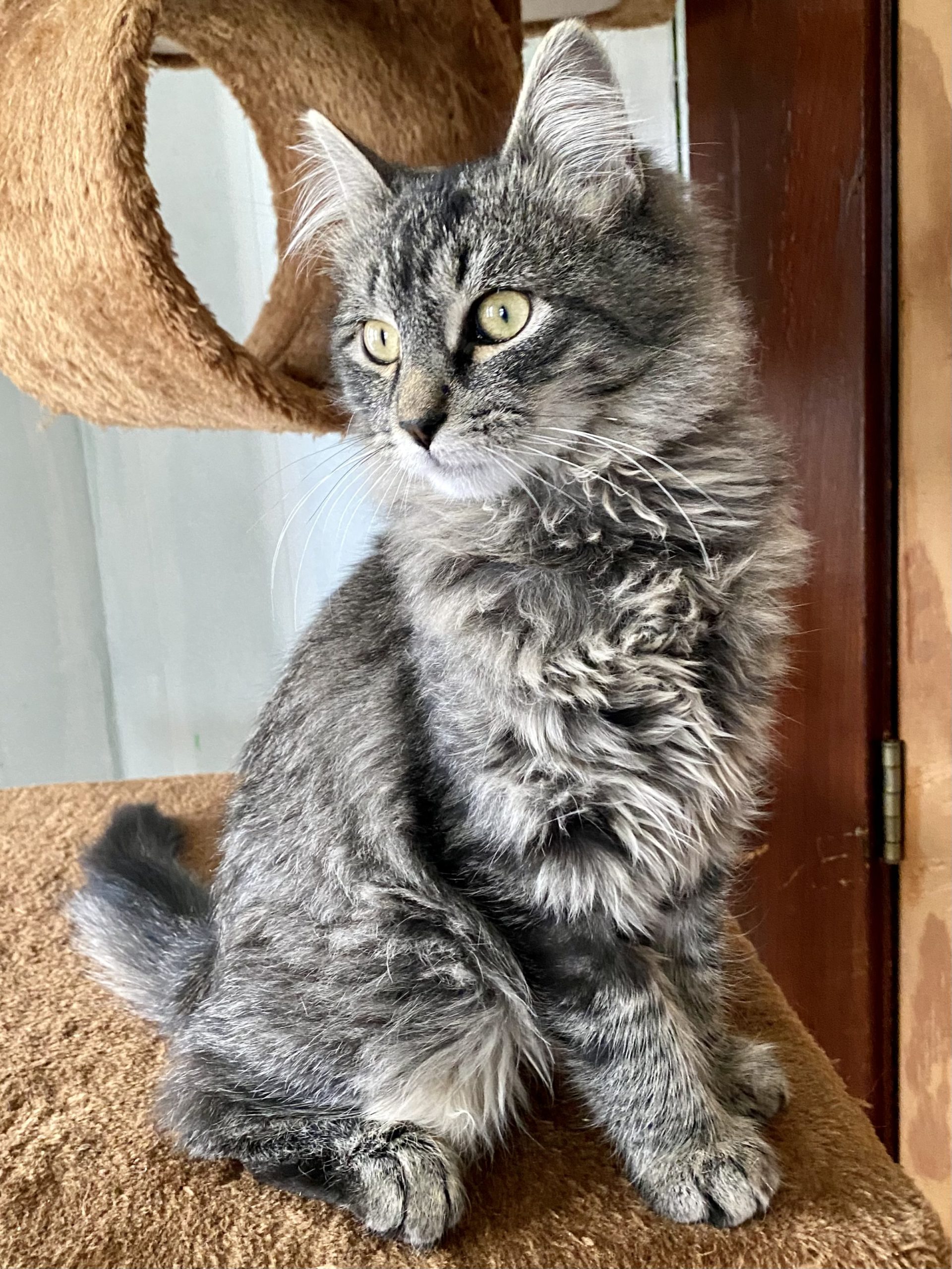 About this Cat: Aries – A Space Farm Feline – ADOPTED – The Feline ...