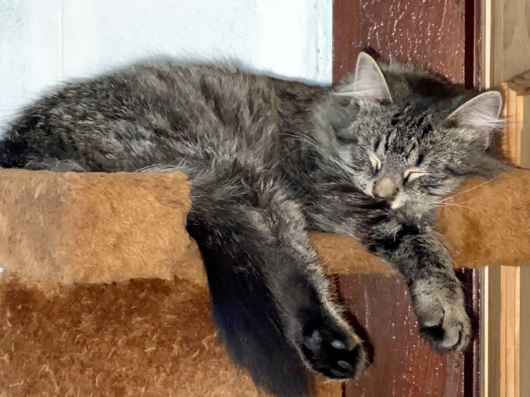 About this Cat: Aries – A Space Farm Feline – ADOPTED – The Feline ...