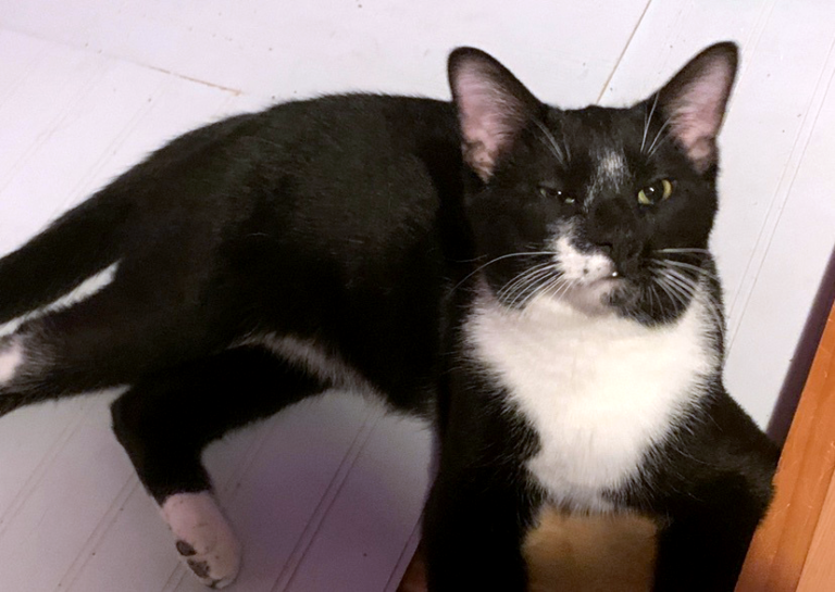 About this Cat: Bam Bam – A Flintstone’s kitten – ADOPTED – The Feline ...