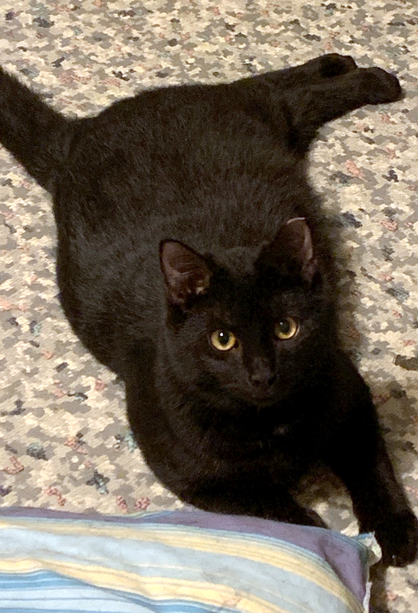 About this Cat: Cetus – A Space Farm Feline – ADOPTED – The Feline ...