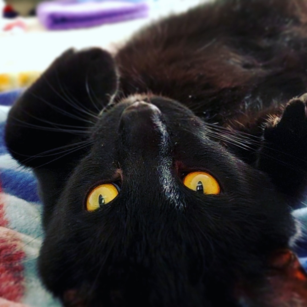 About this Cat: Panther – The Feline Connection