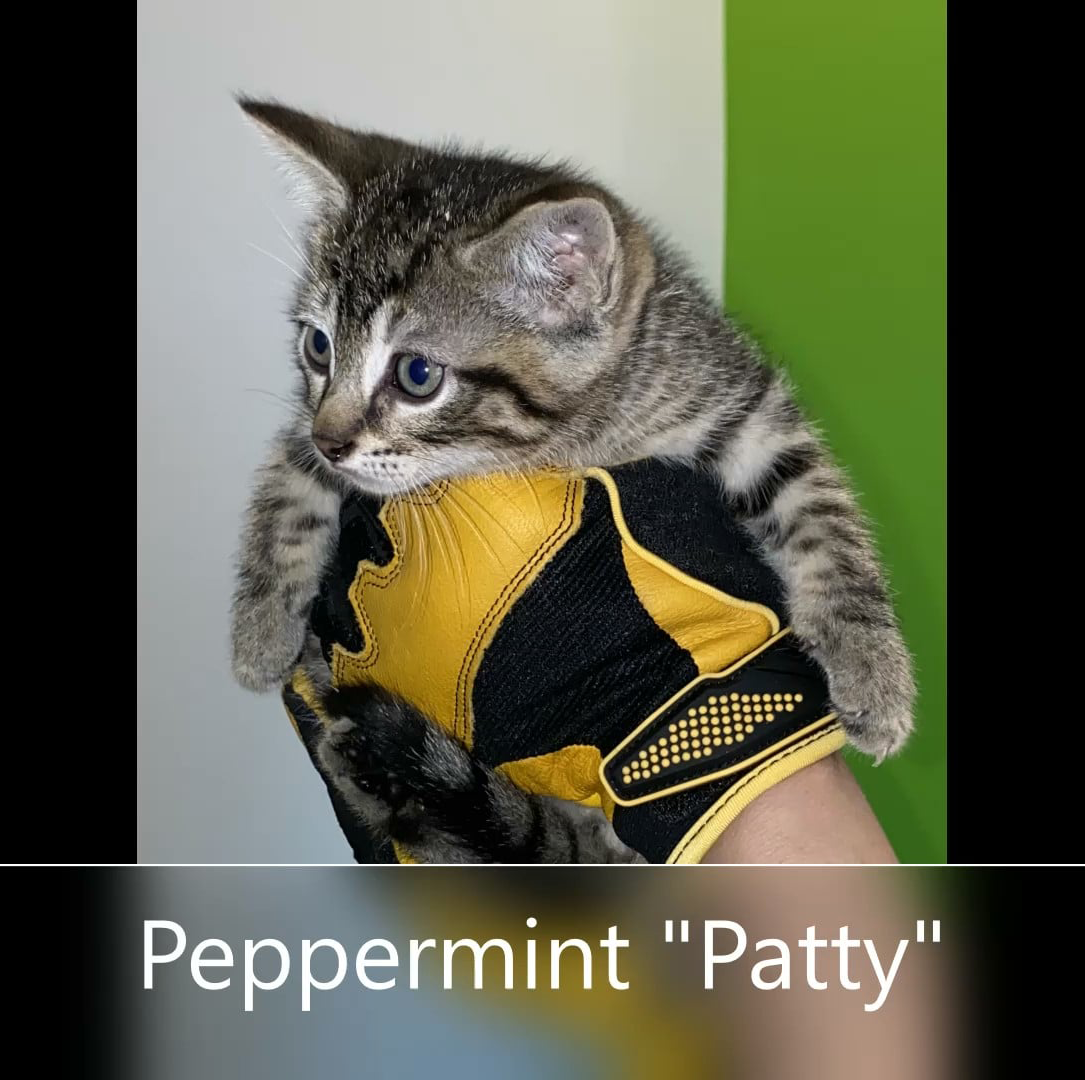 About this Cat: Peppermint Patty – A Charlie Brown Kitten – ADOPTED ...