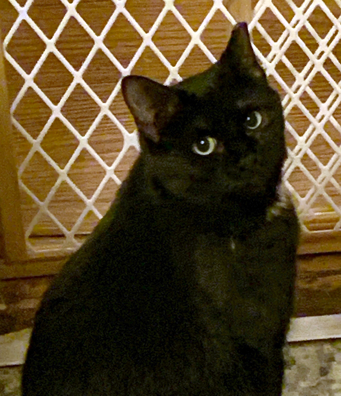 About this Cat: Pippin – A Space Farm Feline – ADOPTED – The Feline ...