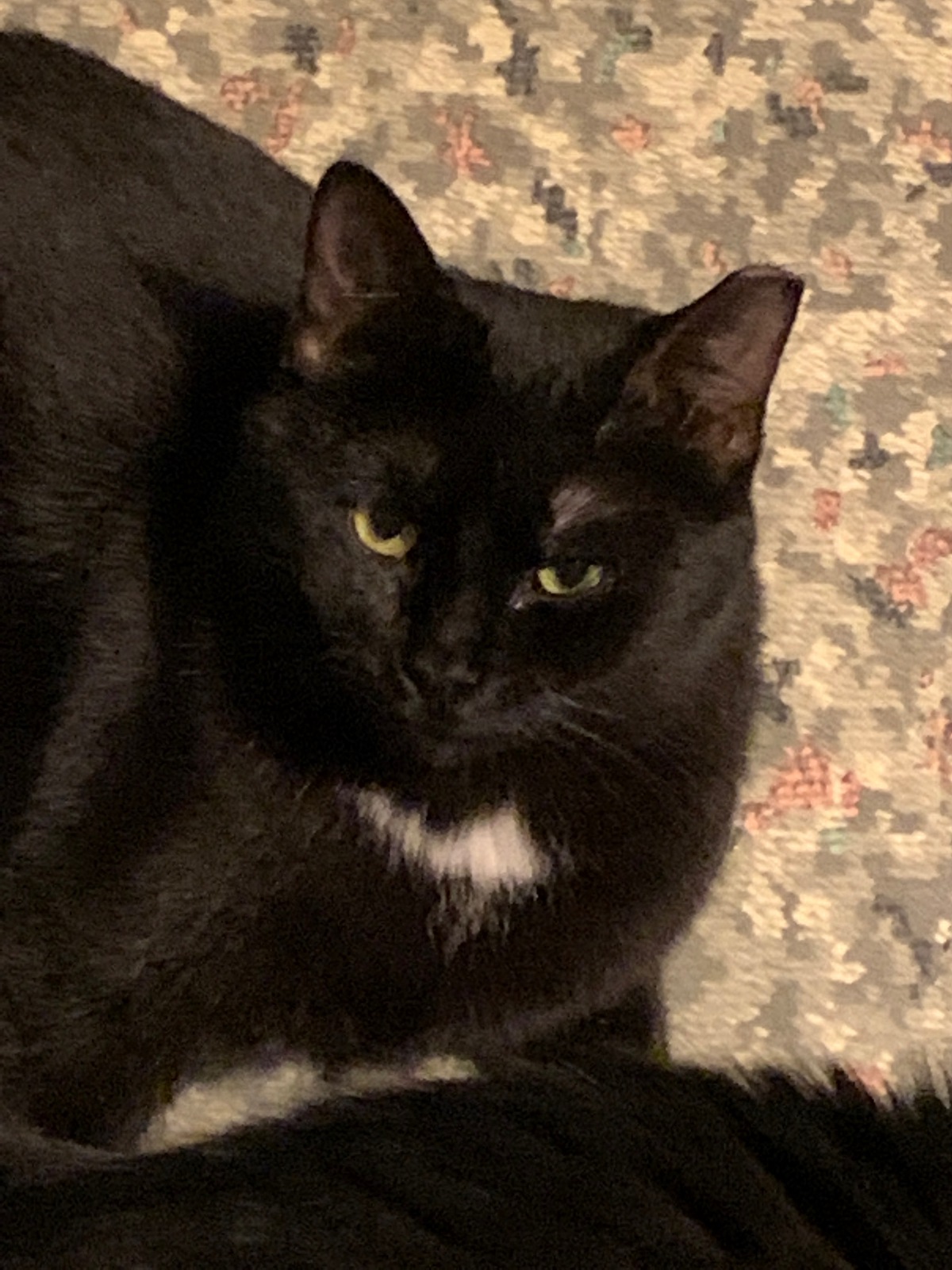 About this Cat: Pippin – A Space Farm Feline – ADOPTED – The Feline ...