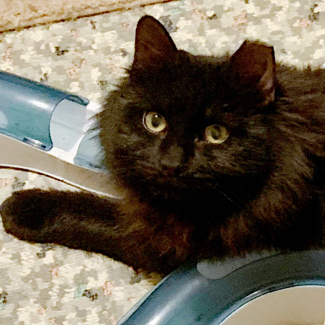 About This Cat: Twilight – A Space Farm Feline – ADOPTED – The Feline ...