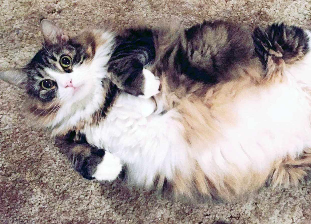 About this Cat: Noel – ADOPTED – The Feline Connection