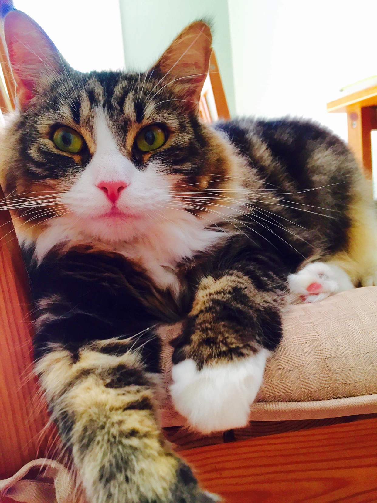About this Cat: Noel – ADOPTED – The Feline Connection