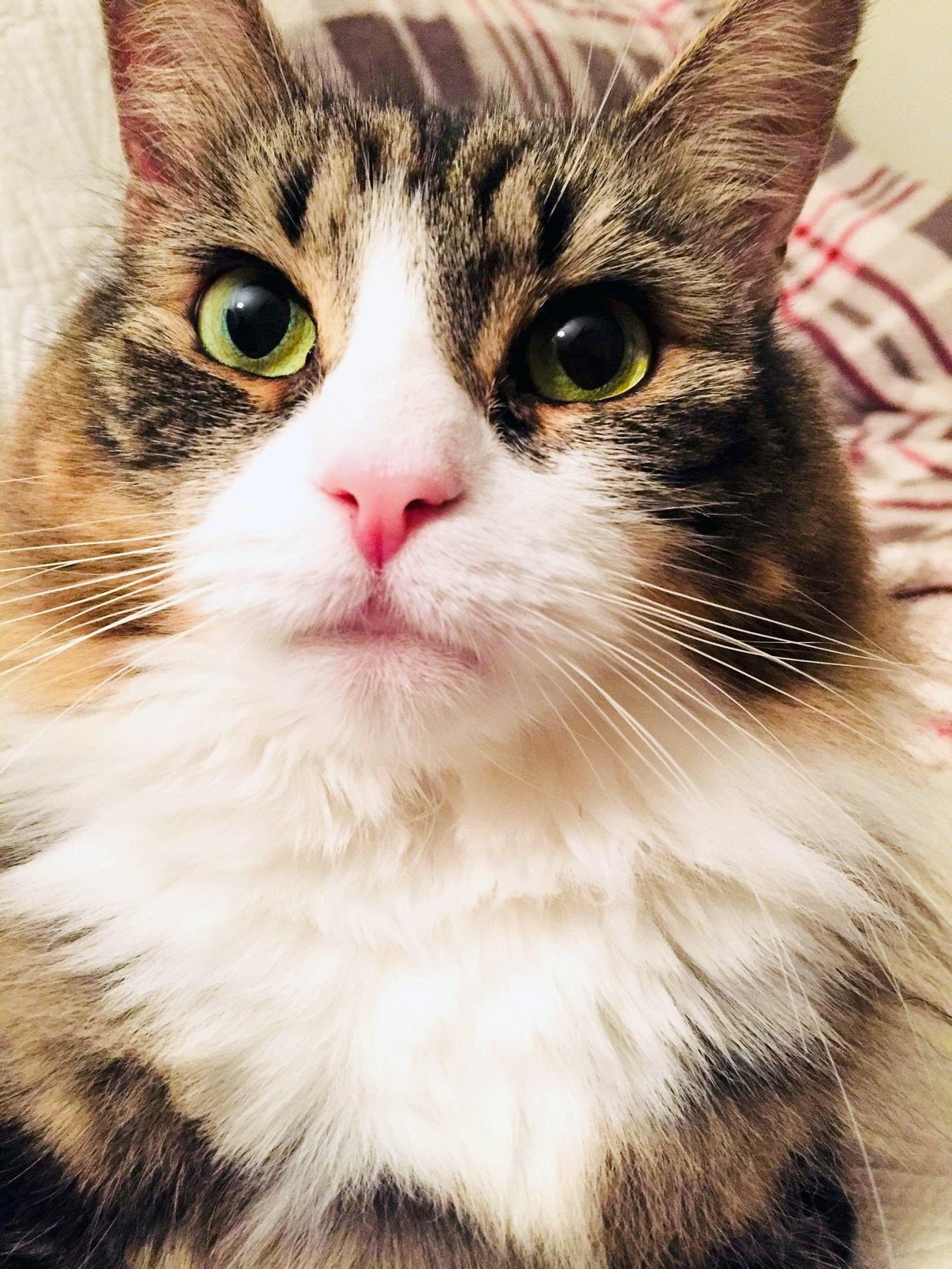 About this Cat: Noel – ADOPTED – The Feline Connection