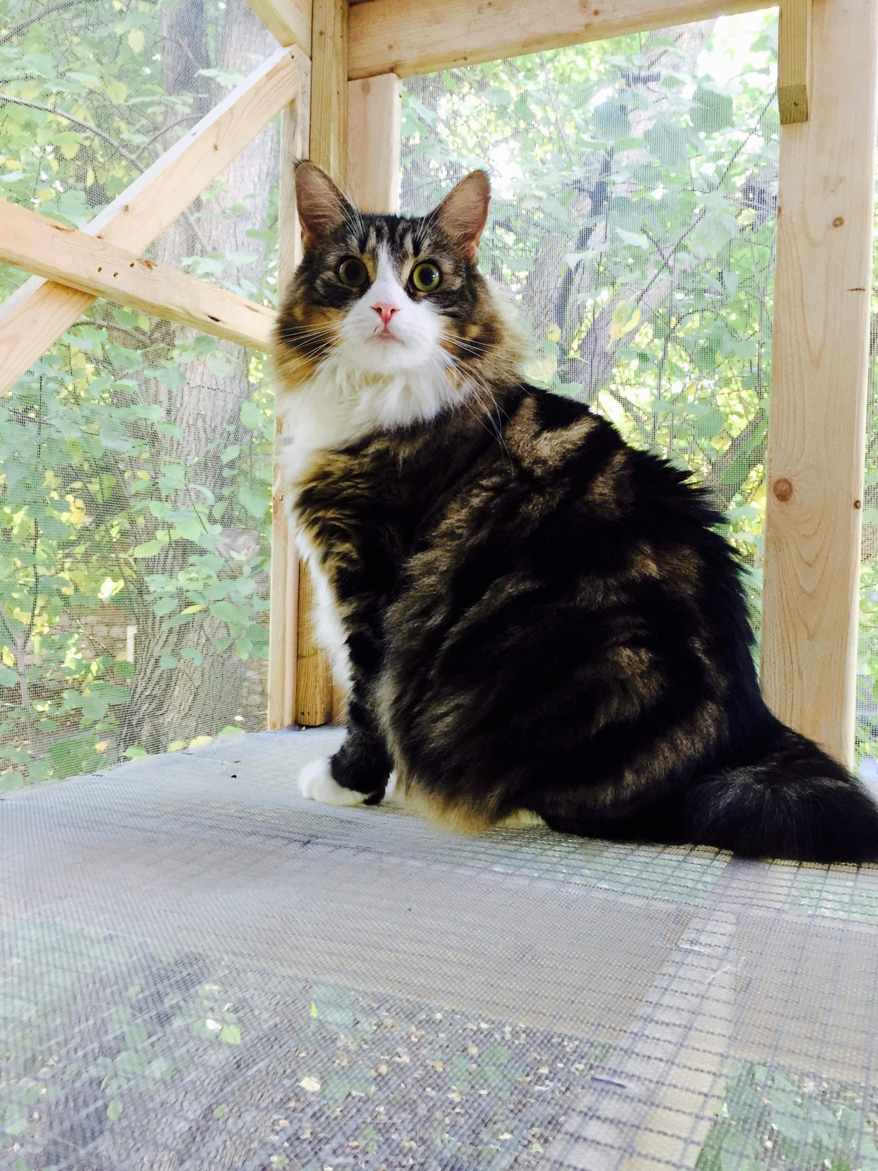 About this Cat: Noel – ADOPTED – The Feline Connection