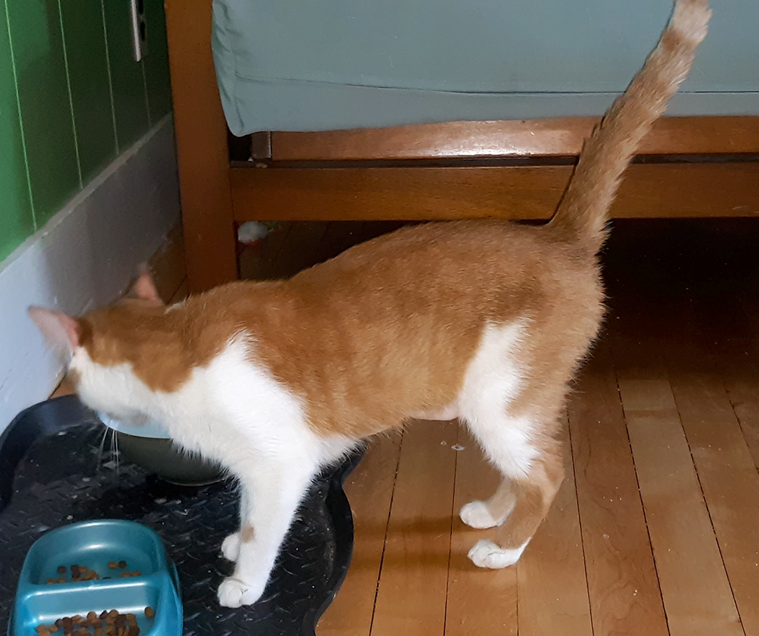 About this Cat: Beni – ADOPTED – The Feline Connection