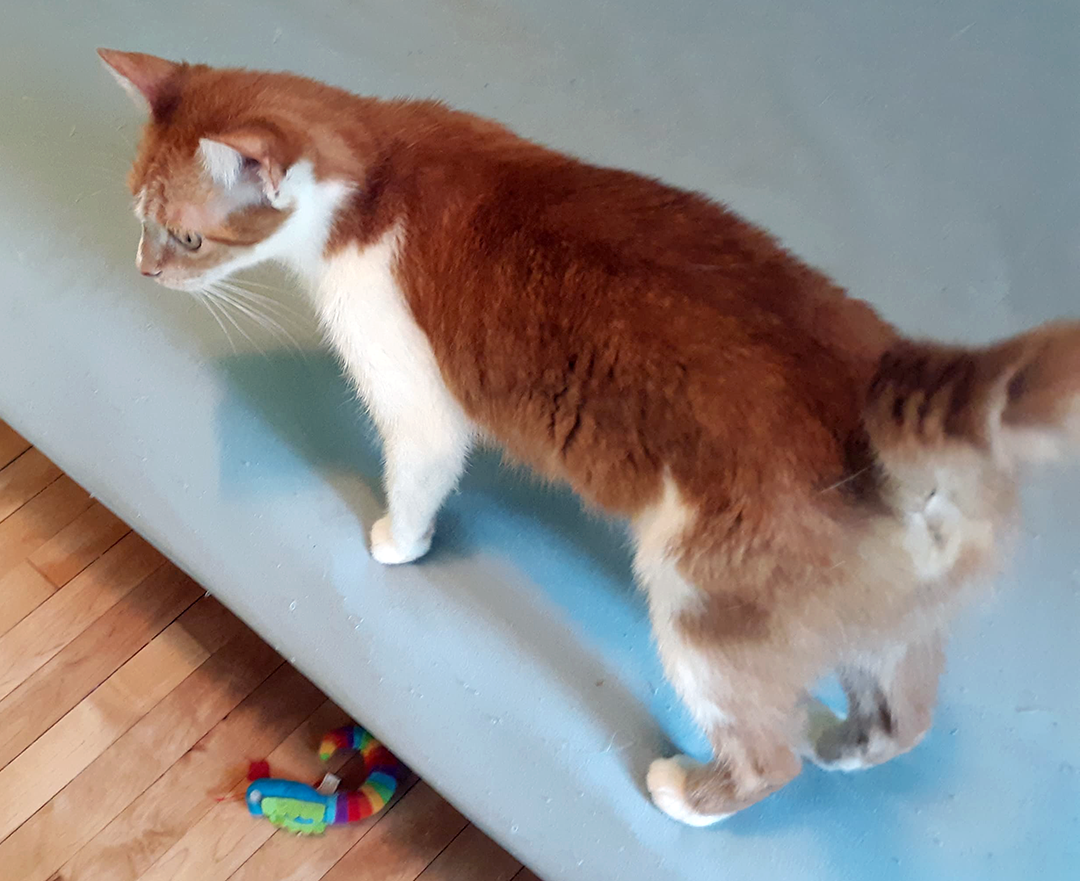 About this Cat: Beni – ADOPTED – The Feline Connection