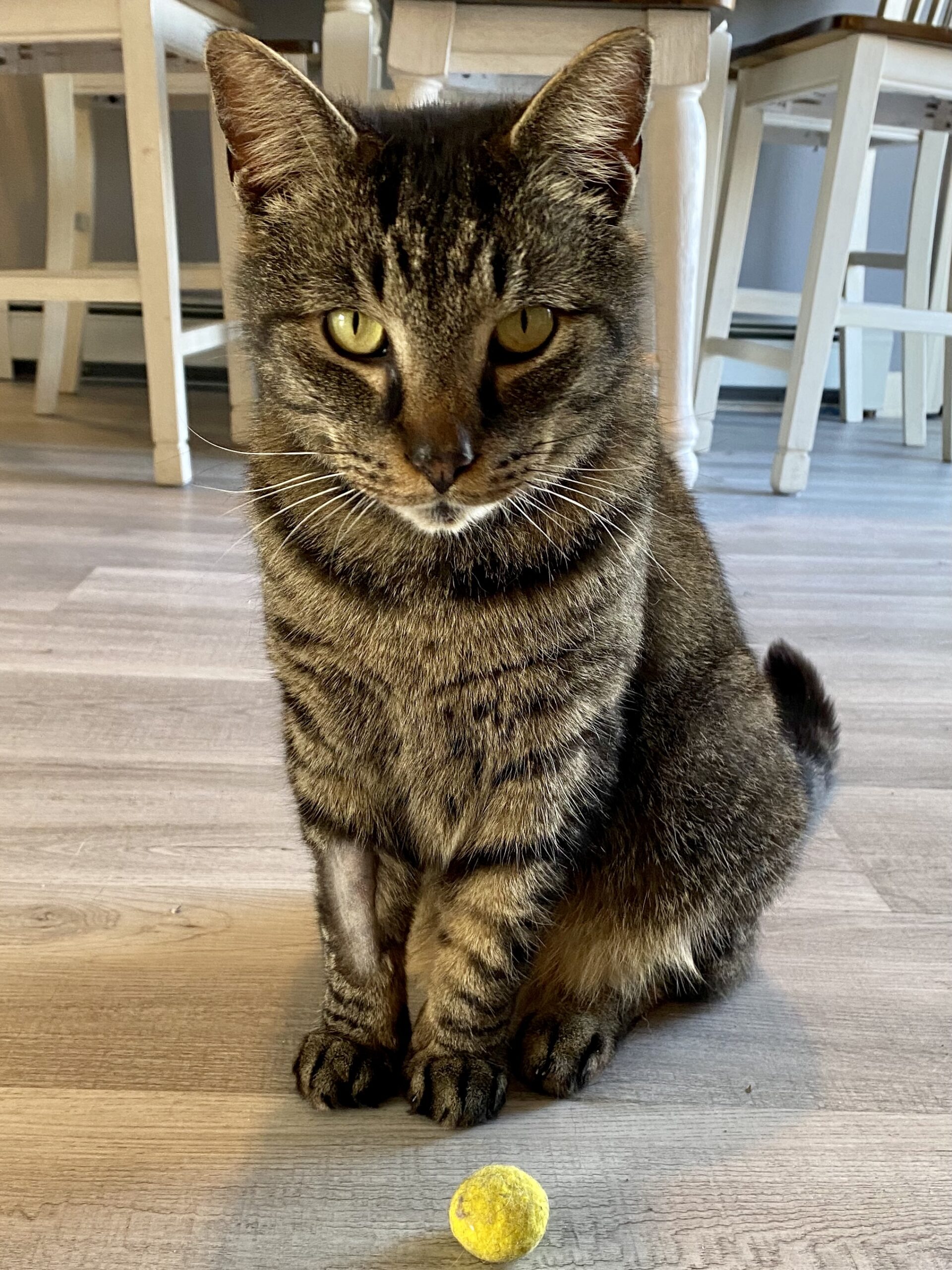 About this Cat: Sal – ADOPTED – The Feline Connection