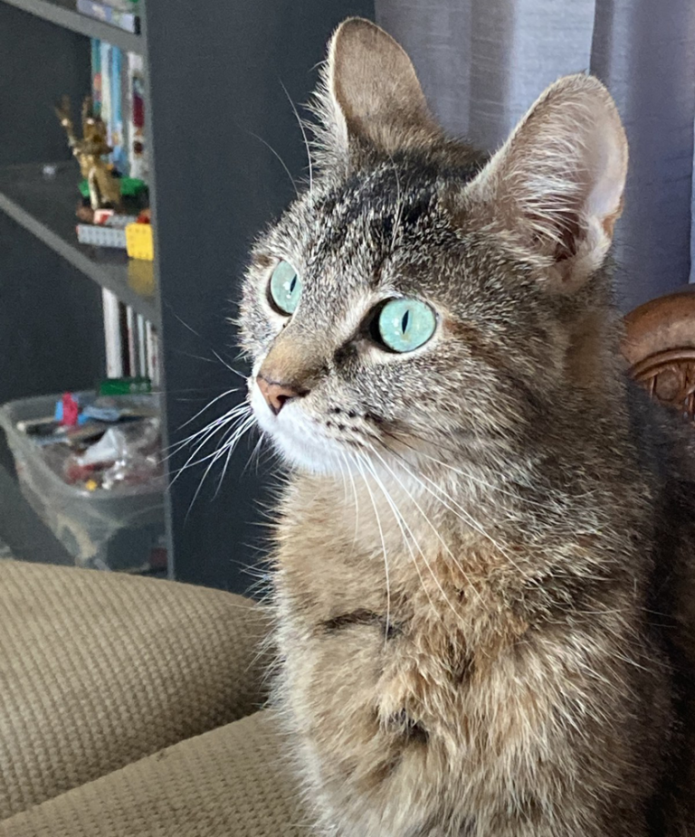 About this Cat: Teresa Agnes – ADOPTED – The Feline Connection
