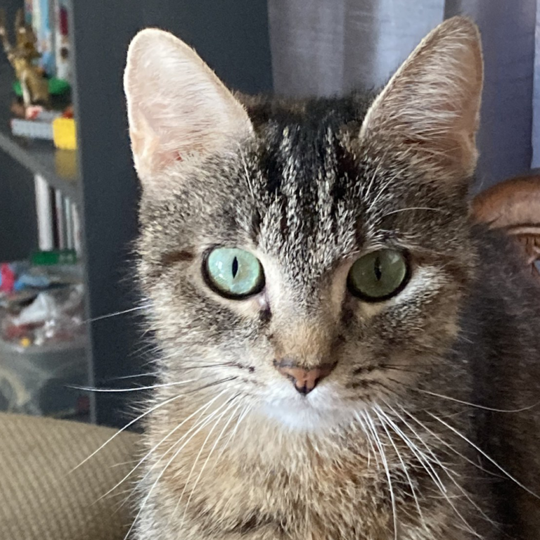 About this Cat: Teresa Agnes – ADOPTED – The Feline Connection