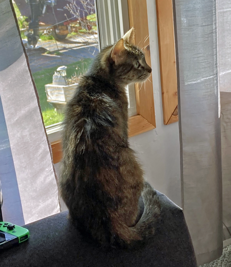 About this Cat: Teresa Agnes – ADOPTED – The Feline Connection