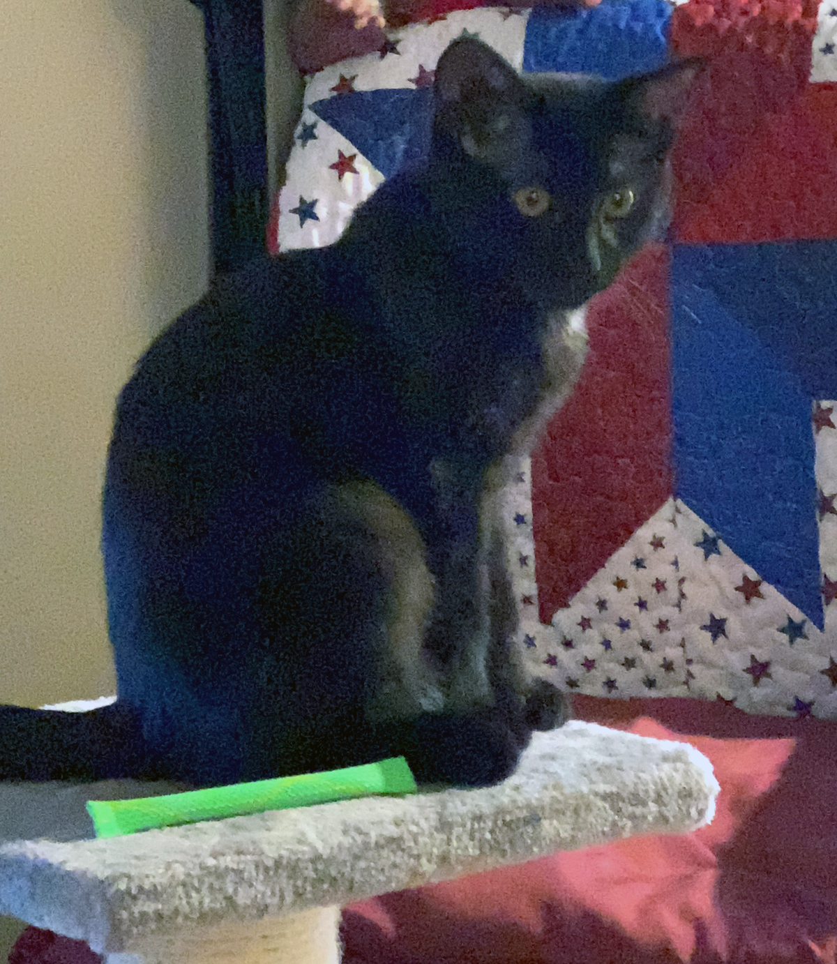 About this Cat: Chip – ADOPTED – The Feline Connection
