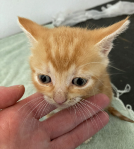 About this Kitten: Jammy Dodger – A Cookie Farm Kitten – The Feline ...