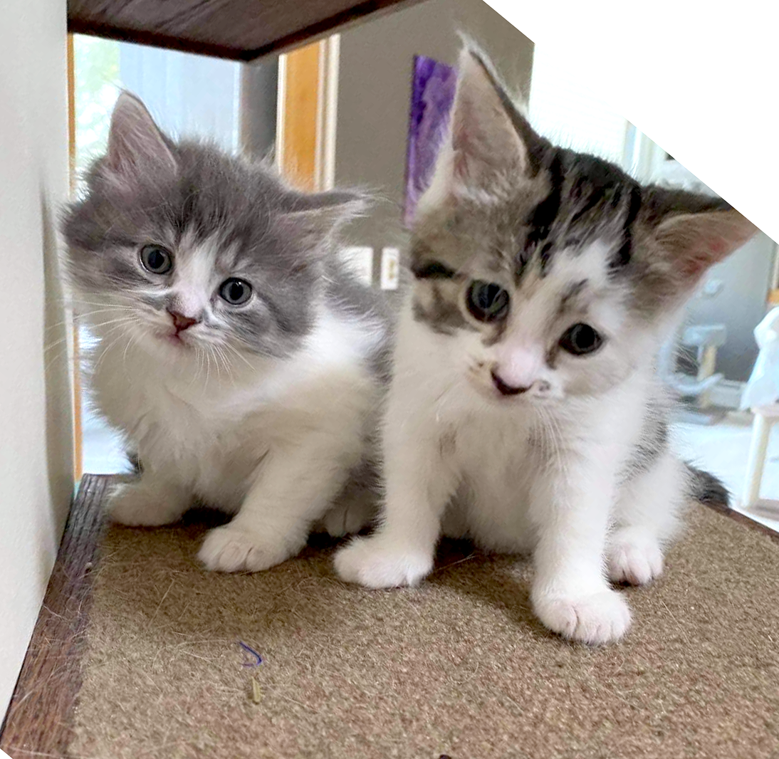 About these Cats: Nancy & Ann Wilson – ADOPTED – The Feline Connection