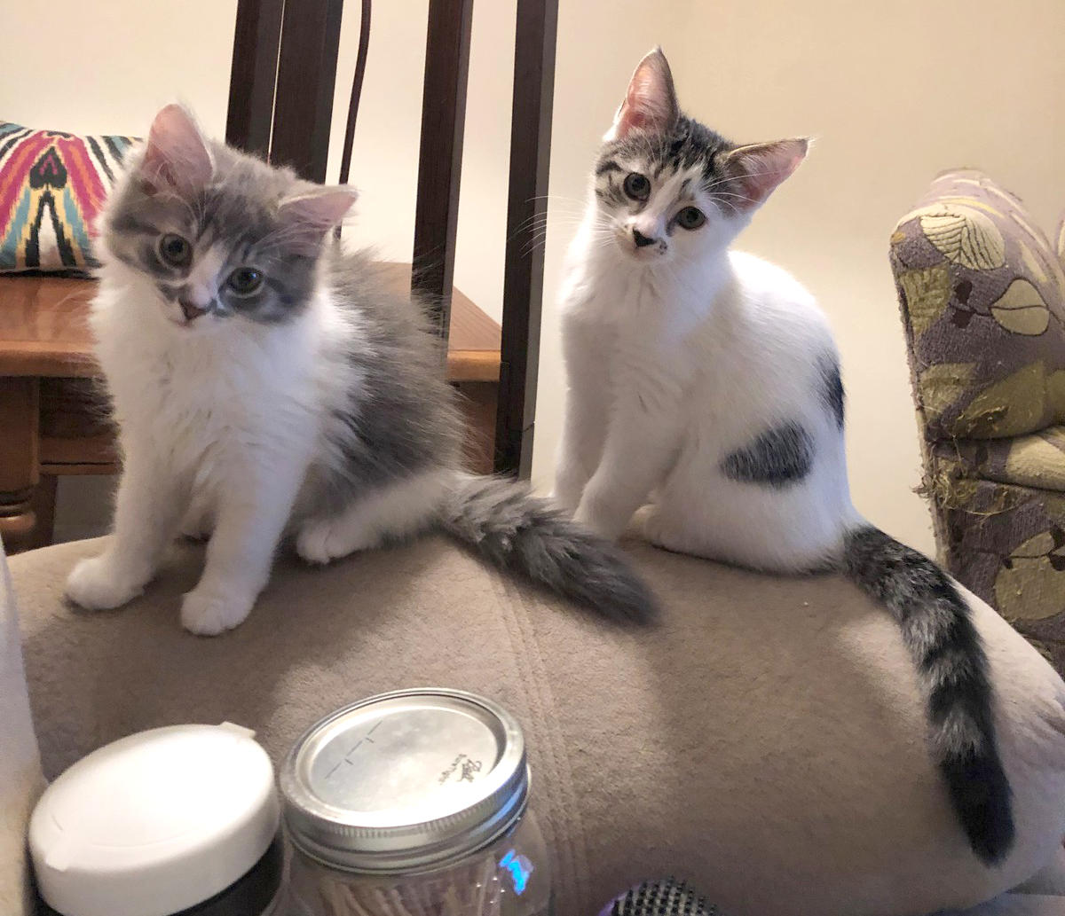 About these Cats: Nancy & Ann Wilson – ADOPTED – The Feline Connection