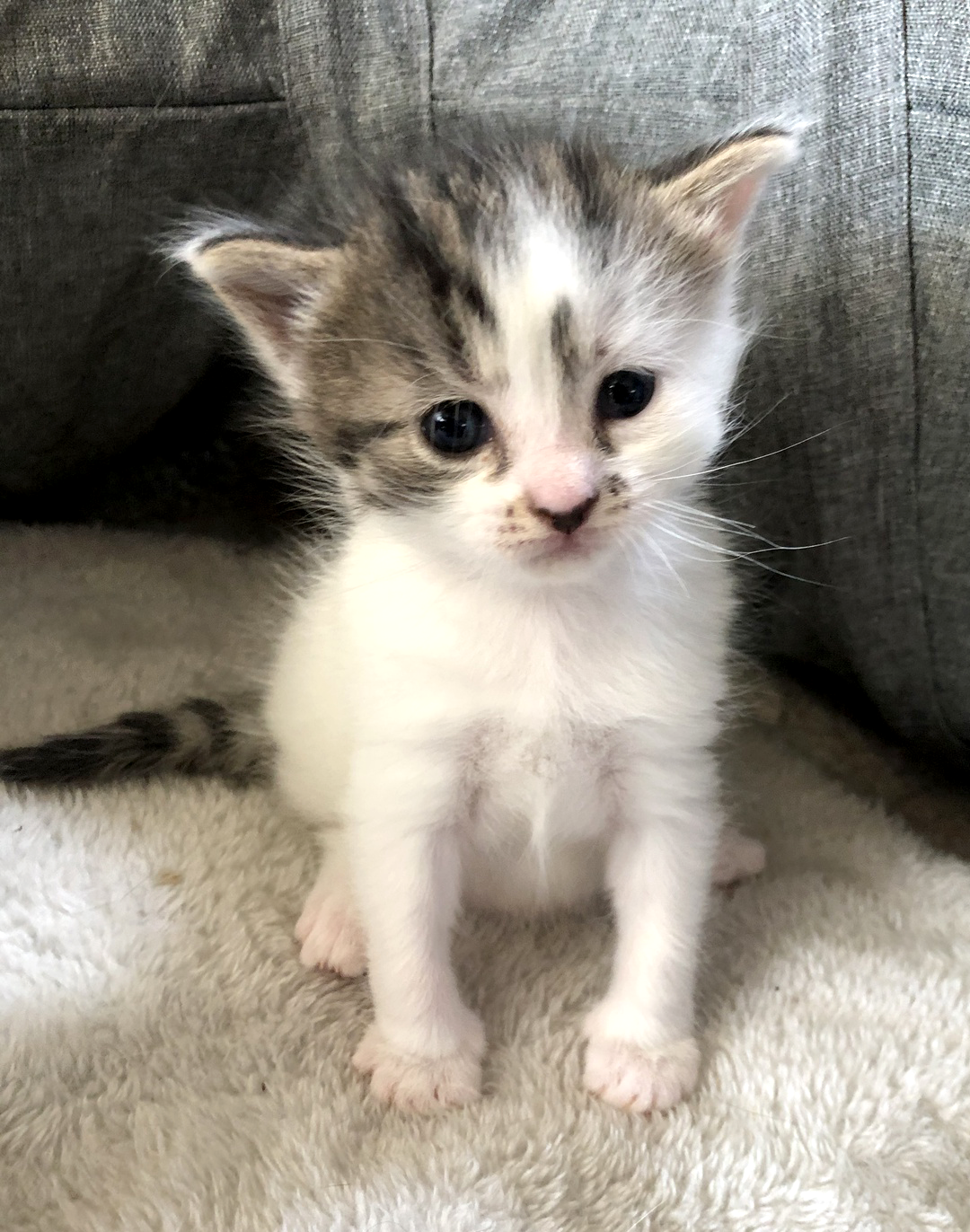 About these Cats: Nancy & Ann Wilson – ADOPTED – The Feline Connection