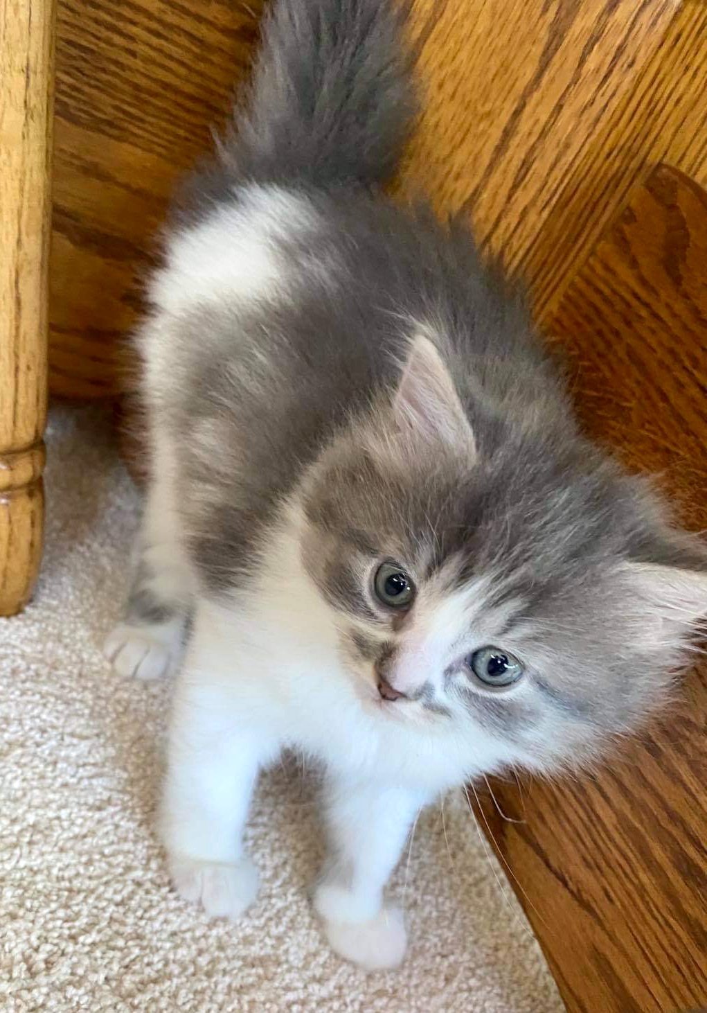 About these Cats: Nancy & Ann Wilson – ADOPTED – The Feline Connection