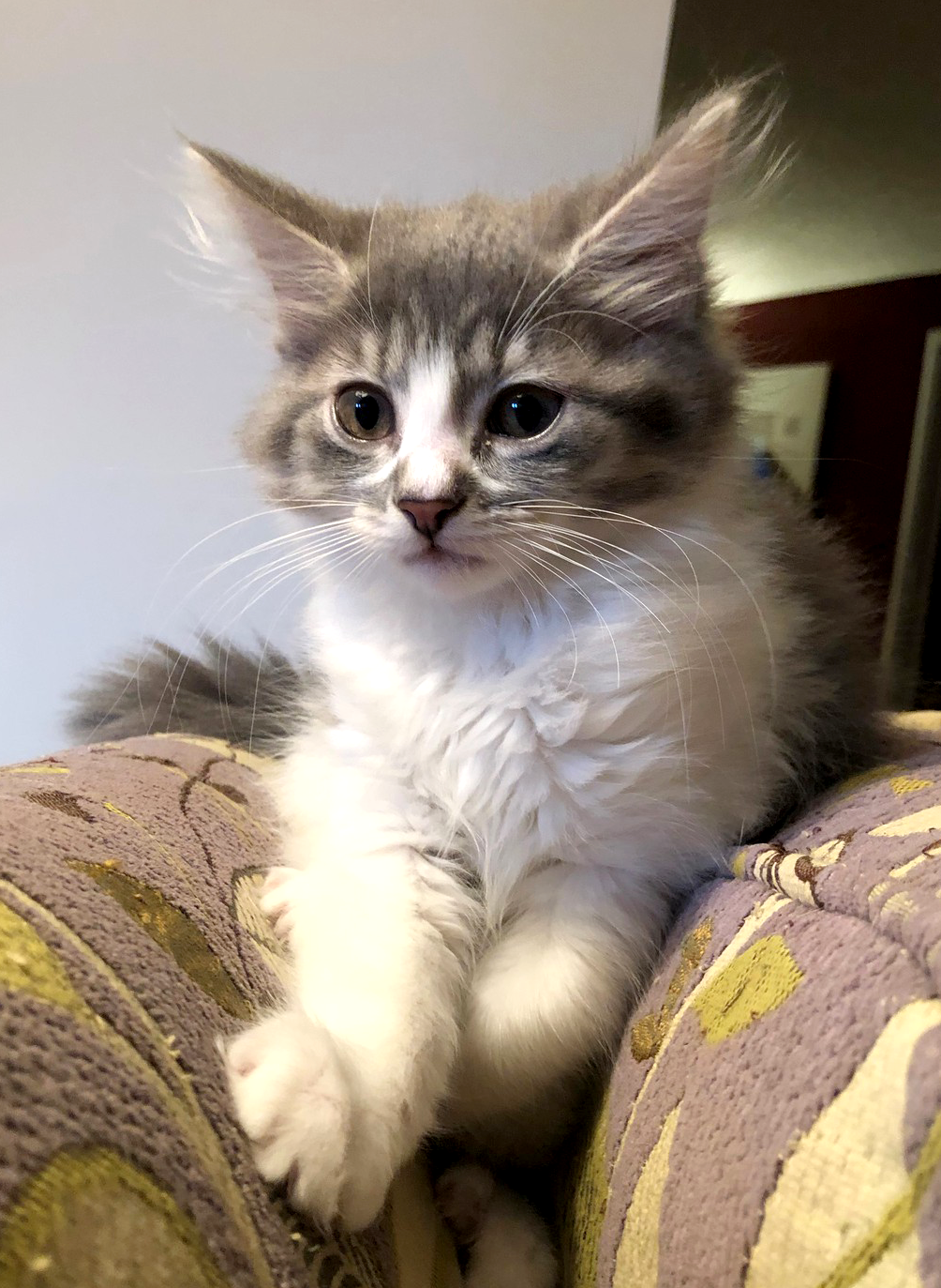 About these Cats: Nancy & Ann Wilson – ADOPTED – The Feline Connection