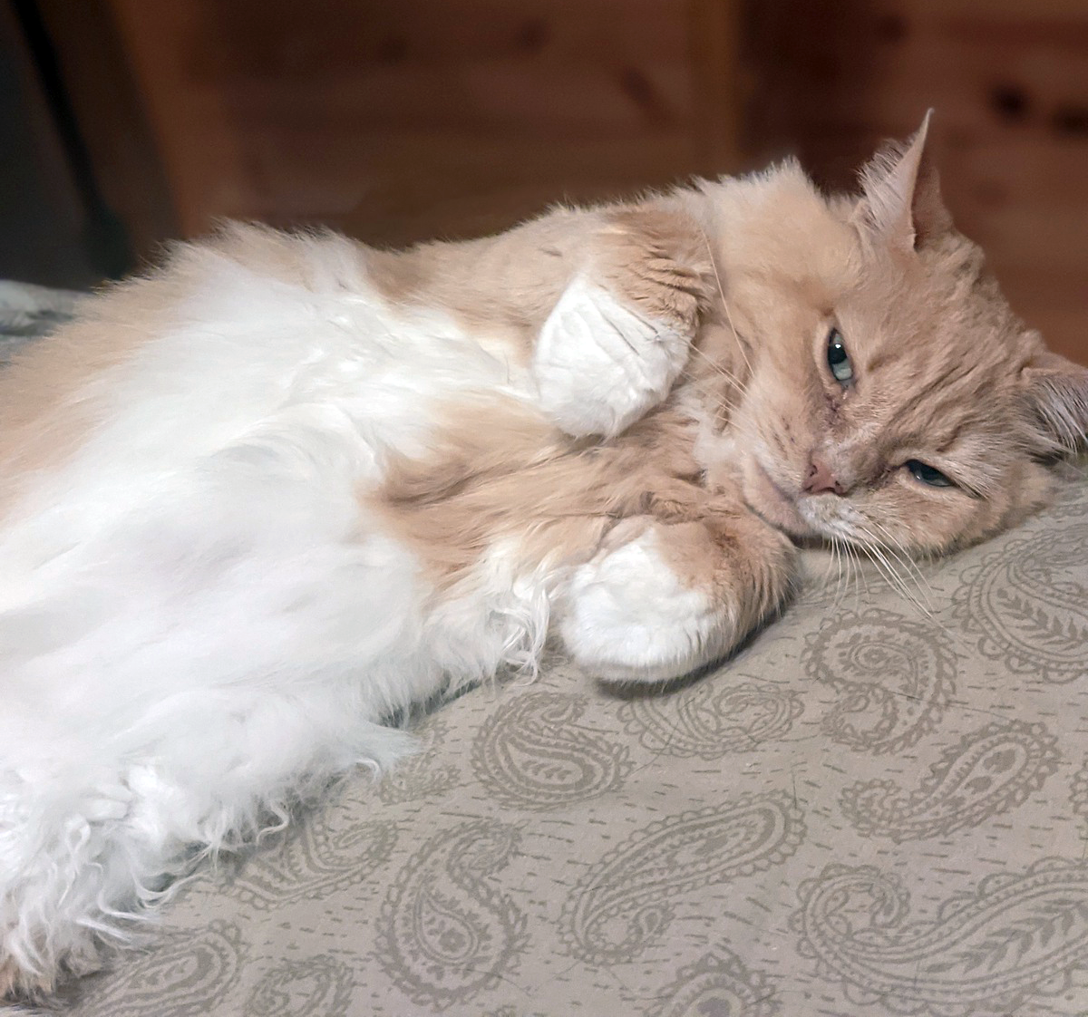 About this Cat: Butterscotch – ADOPTED – The Feline Connection