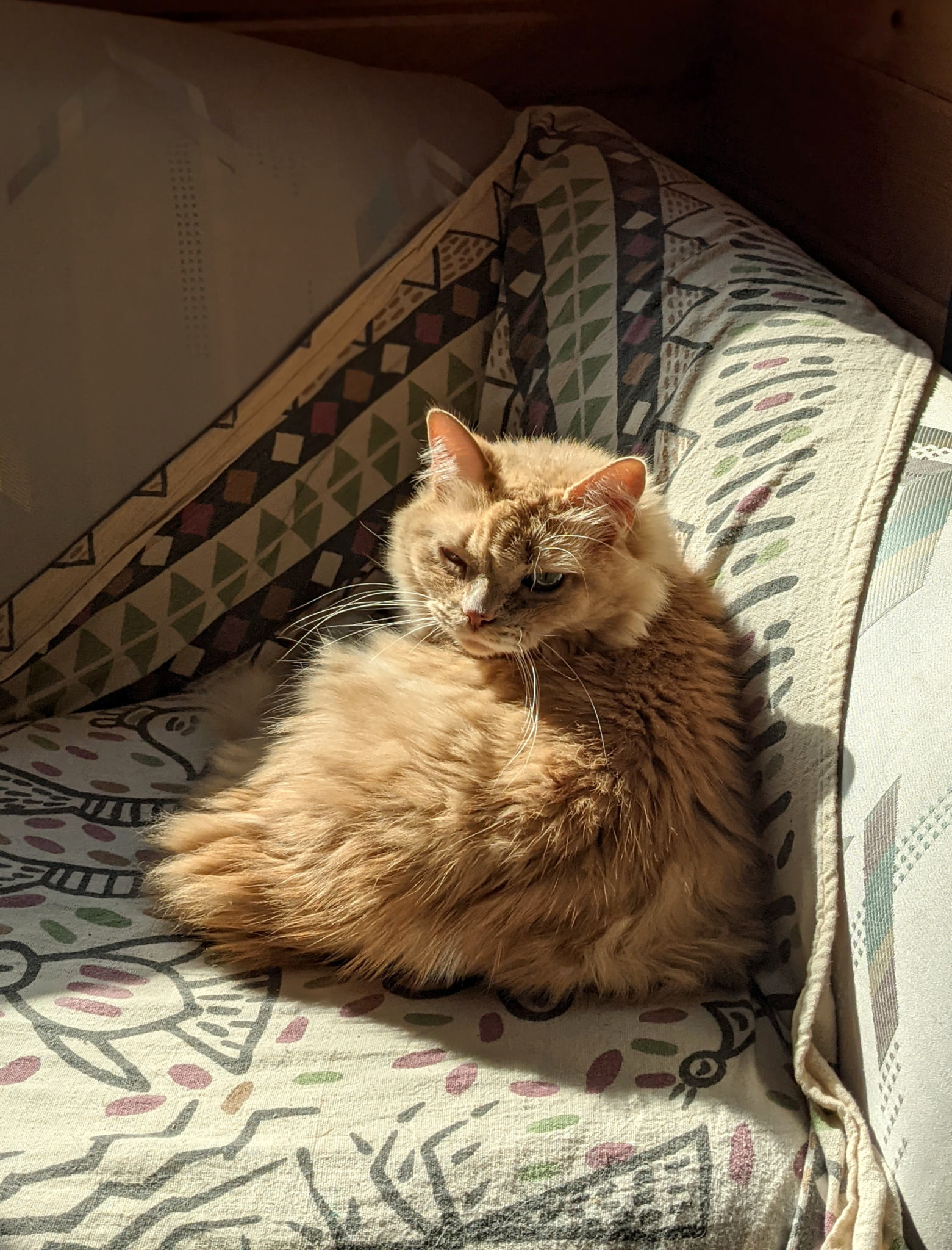 About this Cat: Butterscotch – ADOPTED – The Feline Connection