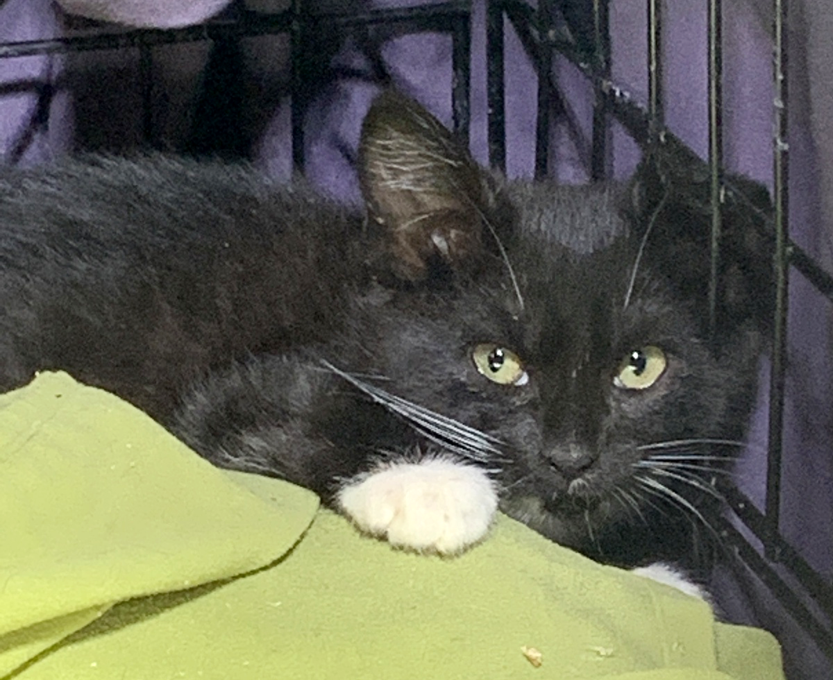 The Phantom Feline Program – The Feline Connection