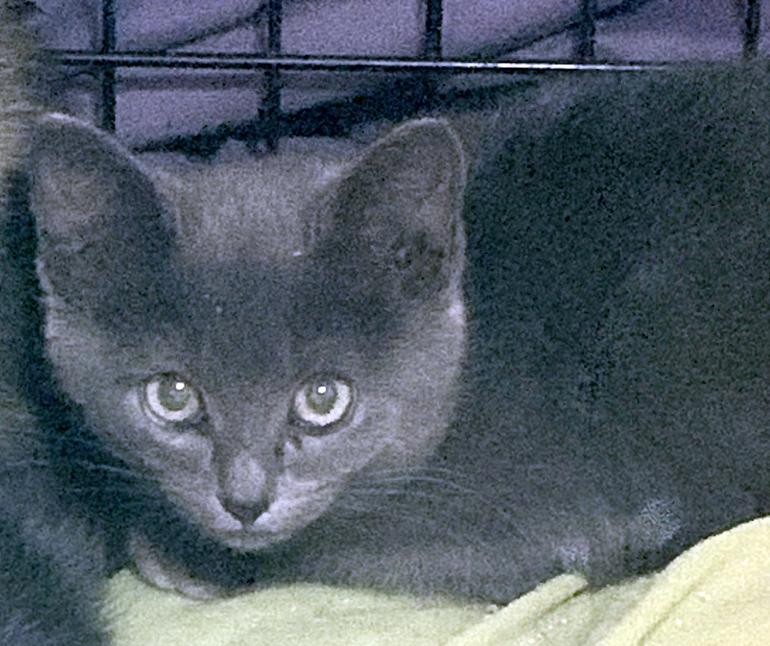 The Phantom Feline Program – The Feline Connection