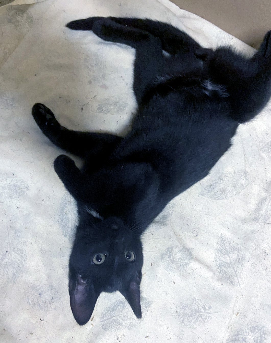 About this Cat: Mack Z – a “Dance Moms” cat – ADOPTED – The Feline ...