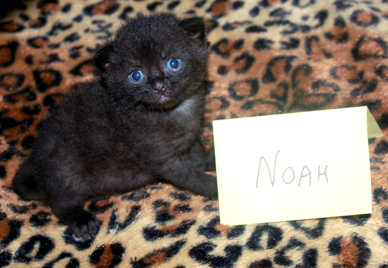 About this Cat: Noah – ADOPTED – The Feline Connection
