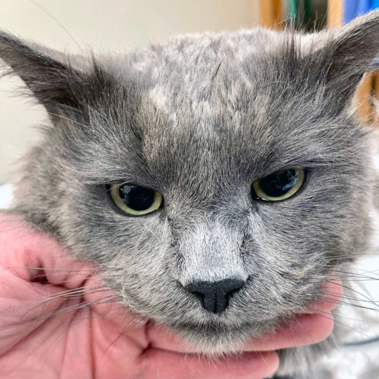 About this Cat: Sassafras – a Herbs & Spices Cat – ADOPTED – The Feline ...