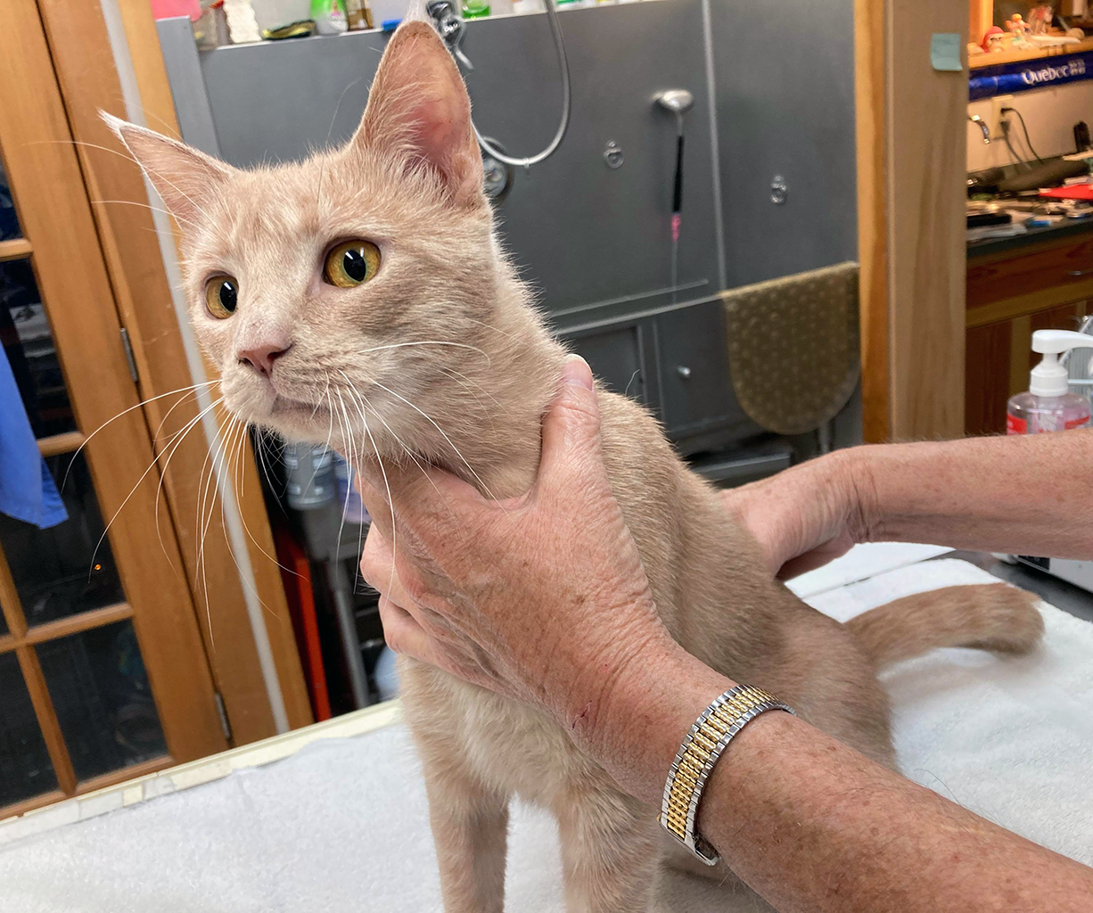 About this Cat: Tally – A Courtesy Post for Eastwood Animal Clinic ...